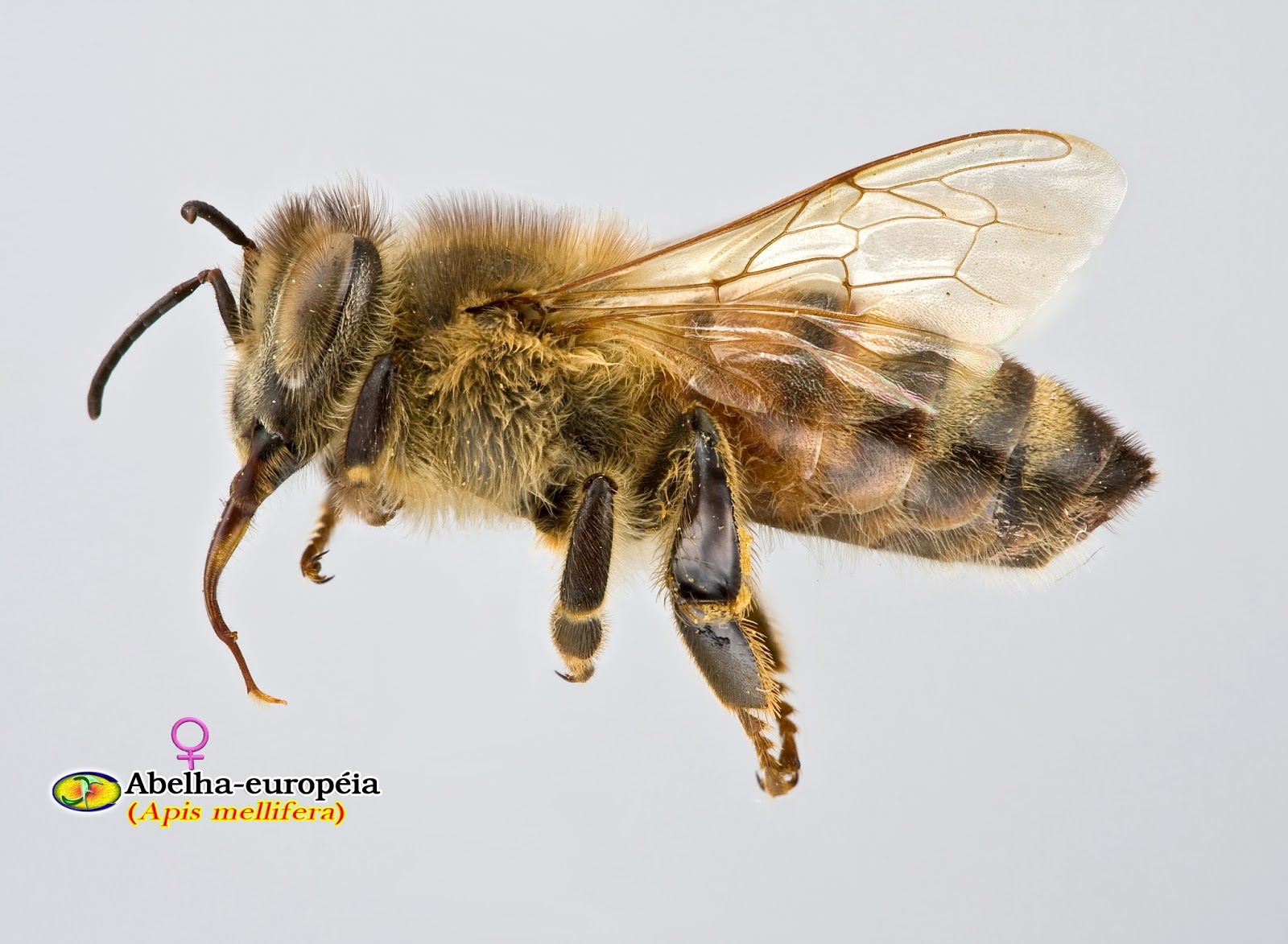 Zoologia: Abelha-européia (Apis mellifera)